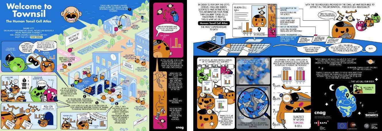 The cellular atlas of the human tonsil, a key to understand the immune ...