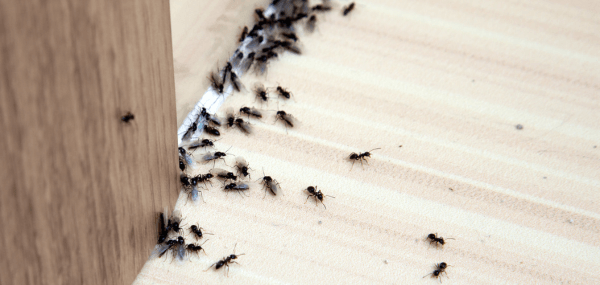 Consume food in the designated eating areas to avoid pests - Parc ...